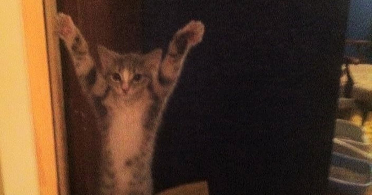 Adorable Kittens Are Hazardous to Your Health | HuffPost Contributor