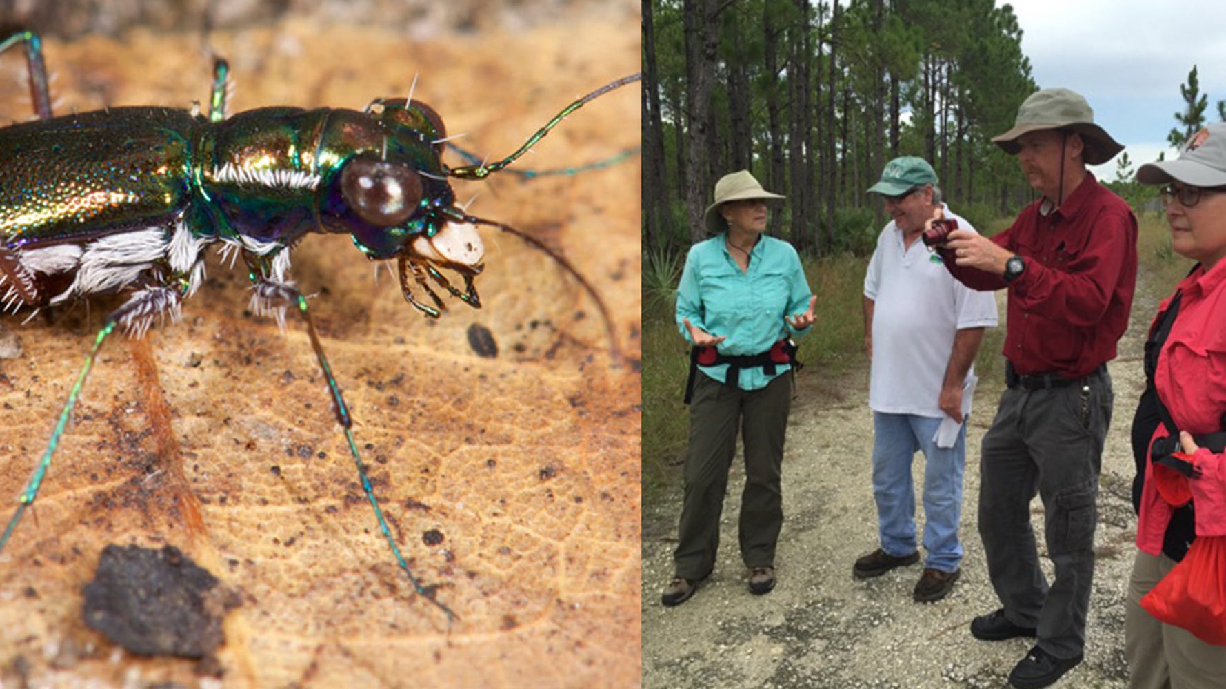Miami Tiger Beetle Declared Endangered, Pleasing Pine Rocklands ...