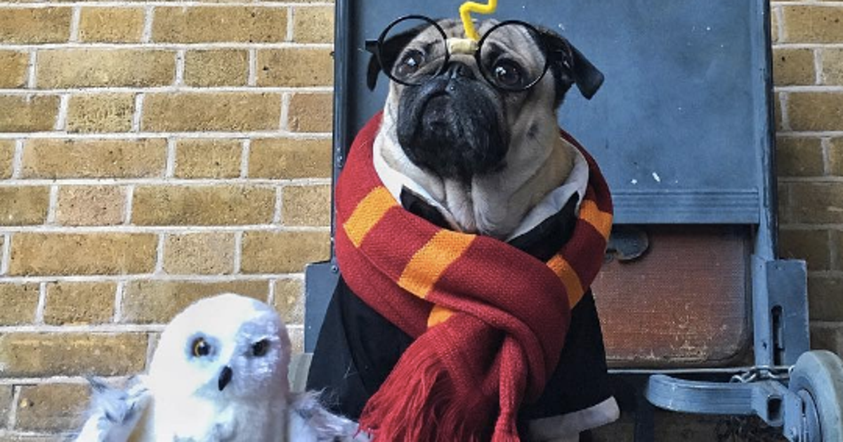 Doug The Pug's Adorable Travel Photos Are Making Hearts Explode ...