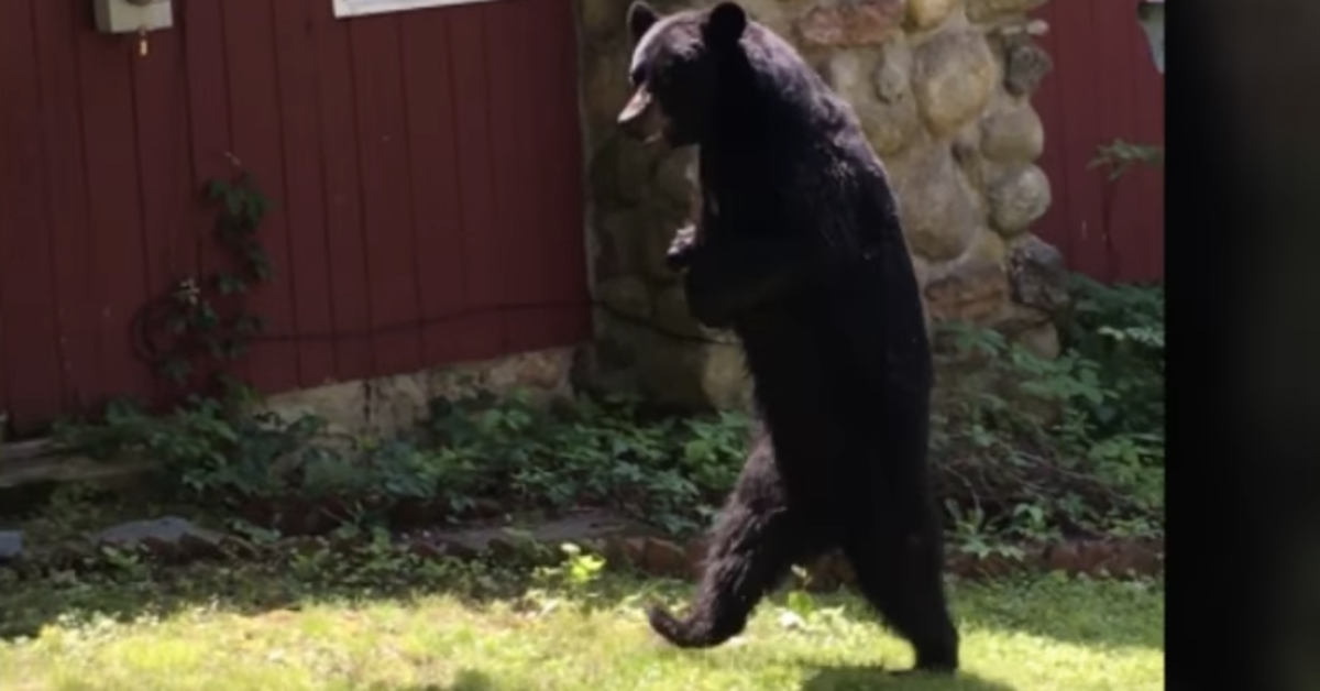 Beloved Bipedal Bear Named Pedals Believed Killed By Hunter | HuffPost ...