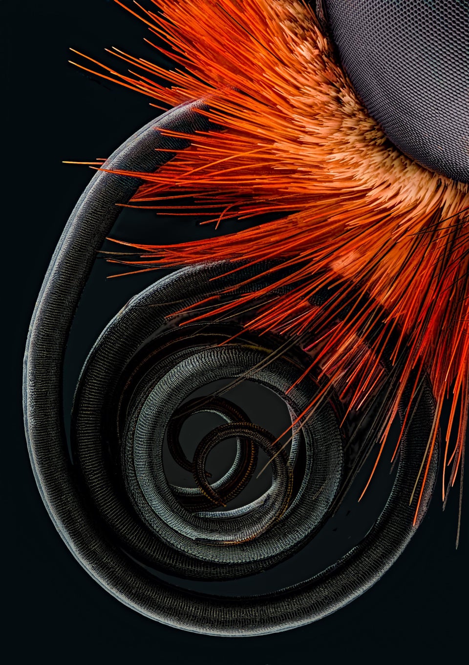 20 Dazzling Photos Of A Bizarre World You Need A Microscope To See ...