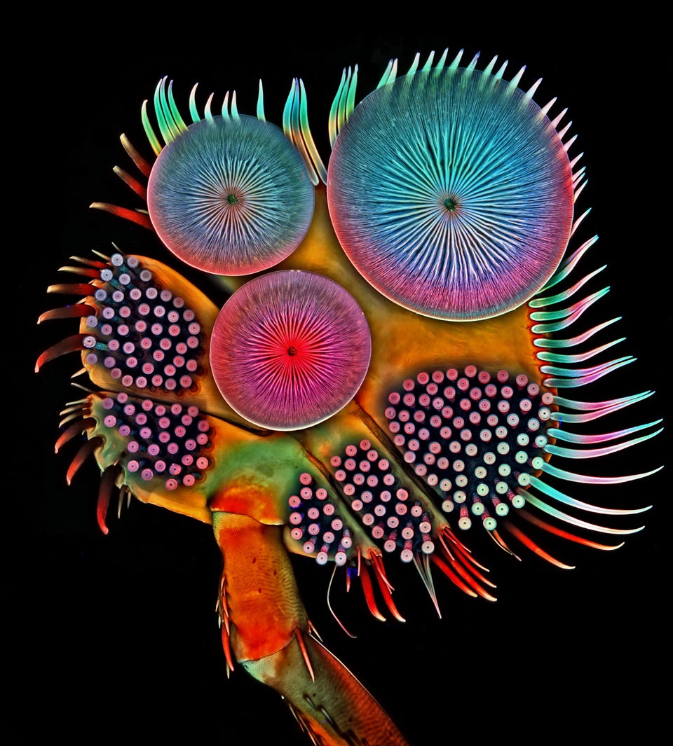 20 Dazzling Photos Of A Bizarre World You Need A Microscope To See ...