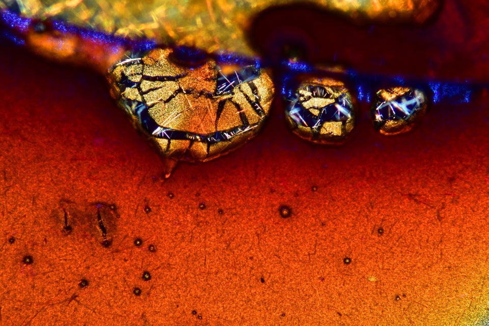 20 Dazzling Photos Of A Bizarre World You Need A Microscope To See ...