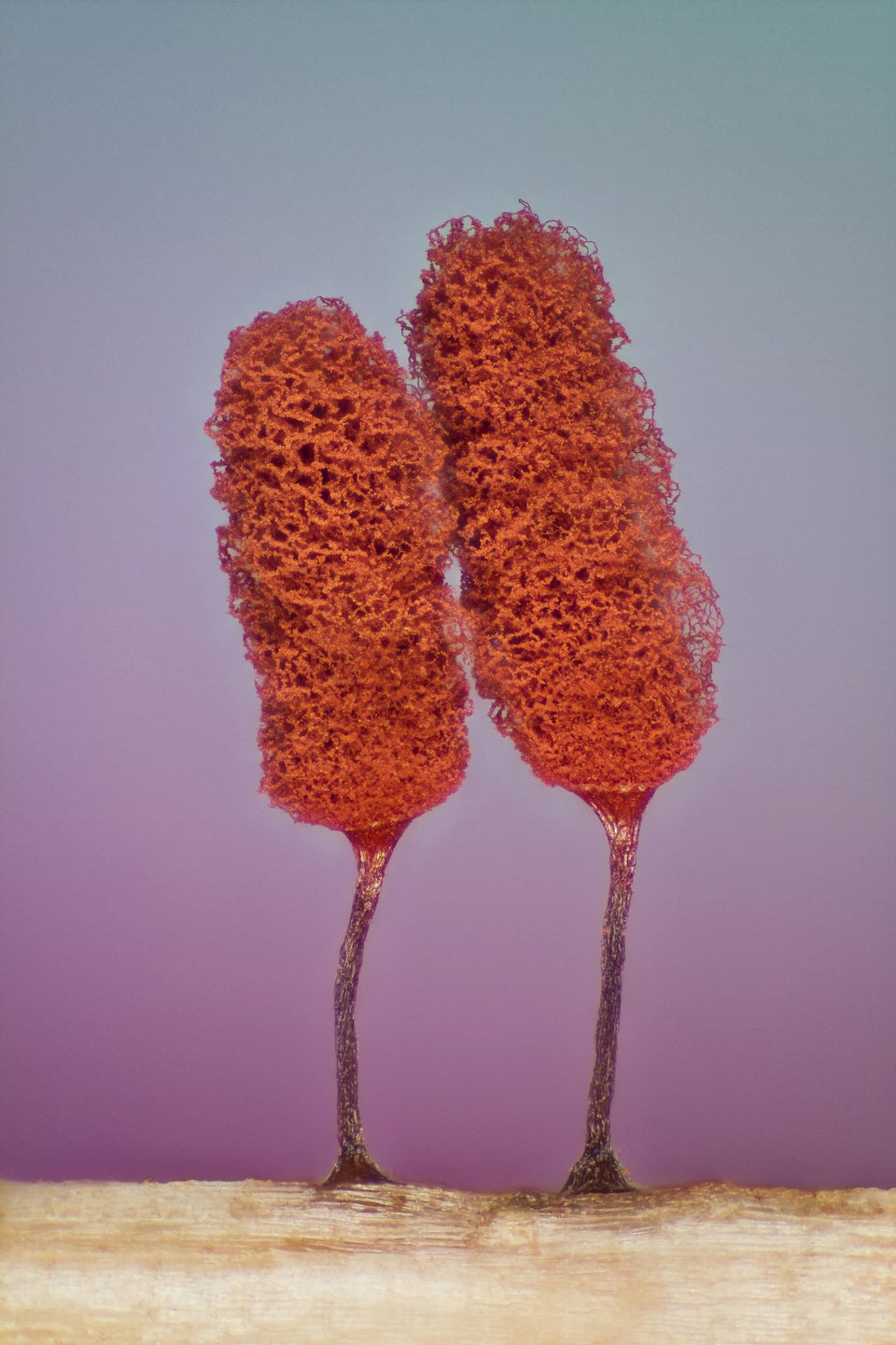 20 Dazzling Photos Of A Bizarre World You Need A Microscope To See ...