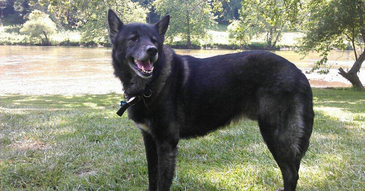It was all in the legs: The story of Jessie James, the Dog With Nine ...