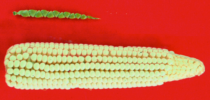 Gene Editing Shifts Food Possibilities Forward (VIDEO) | HuffPost ...