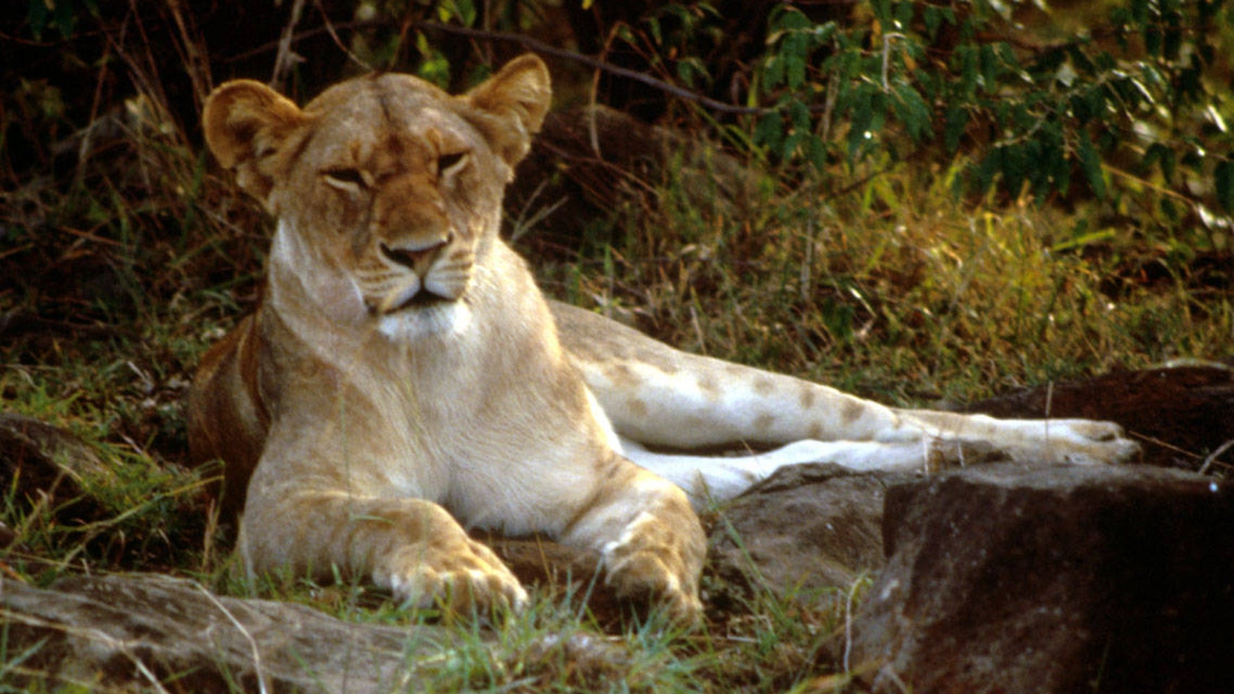 A Major Step Forward For Lion Conservation In Africa | HuffPost Impact