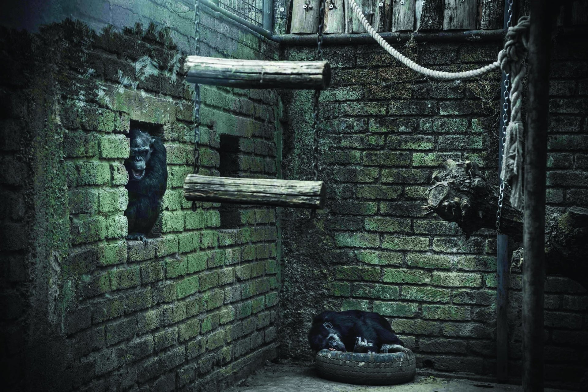 Born Free Foundation's Animals In European Zoos Exhibition Show 'Urgent ...