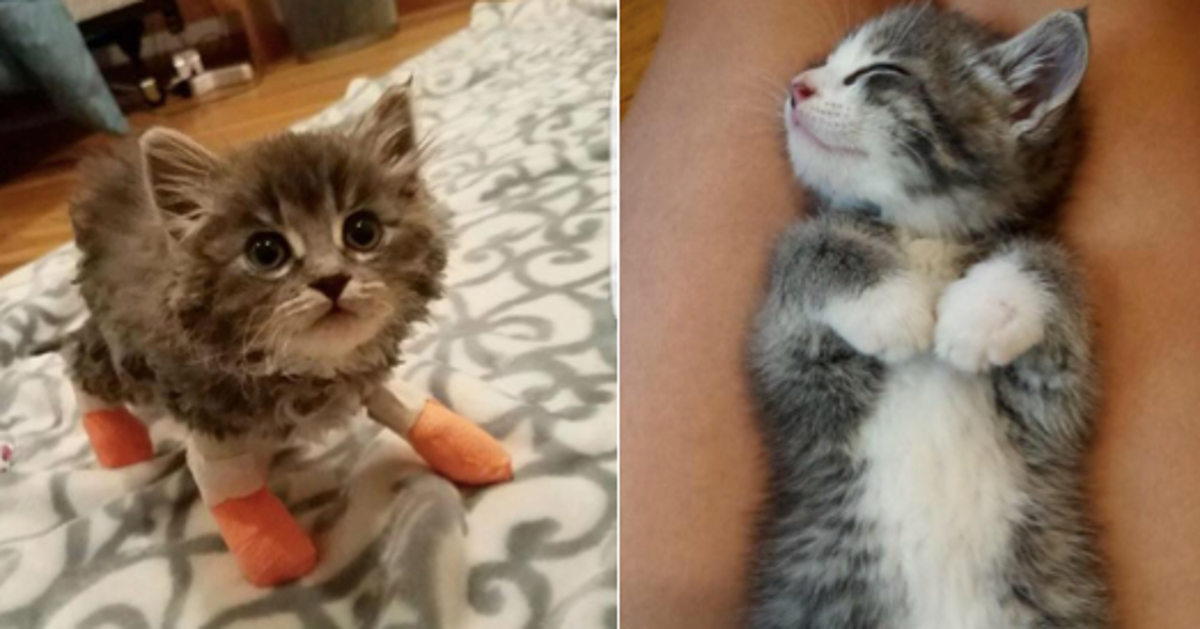 Kittens Recovering After Photographer Rescued Them From Brush Fire ...
