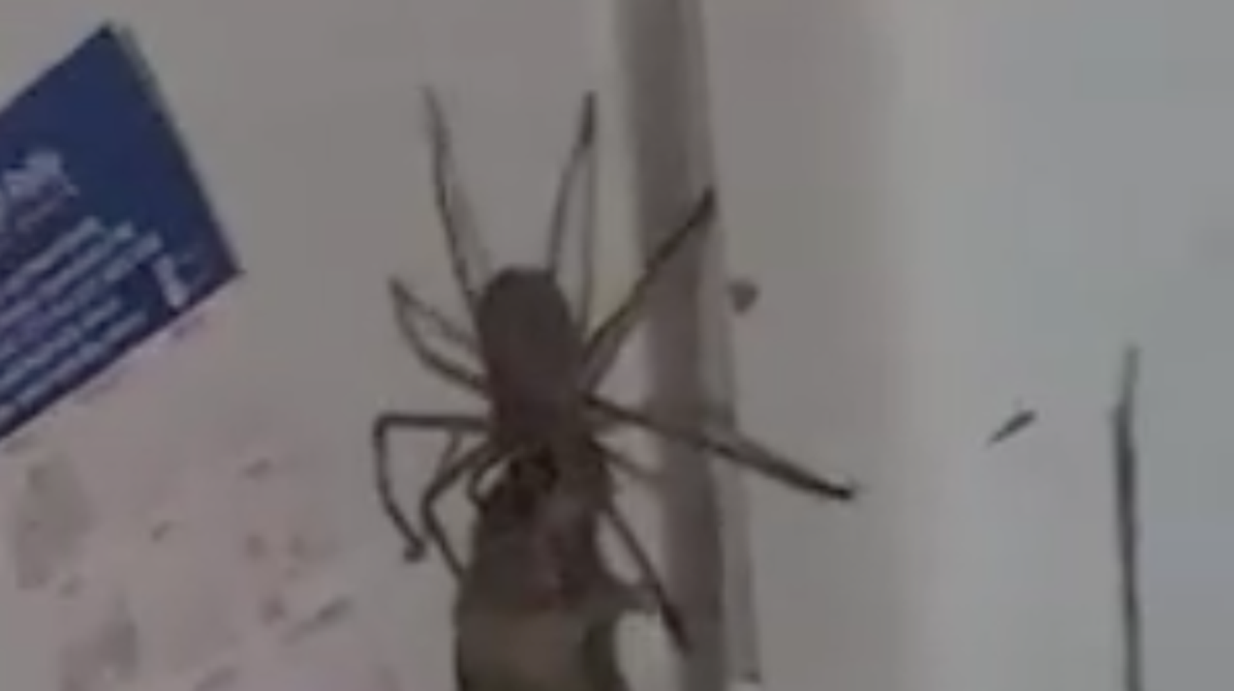 This Video Will Scare You More Than Anything Else You'll See This ...