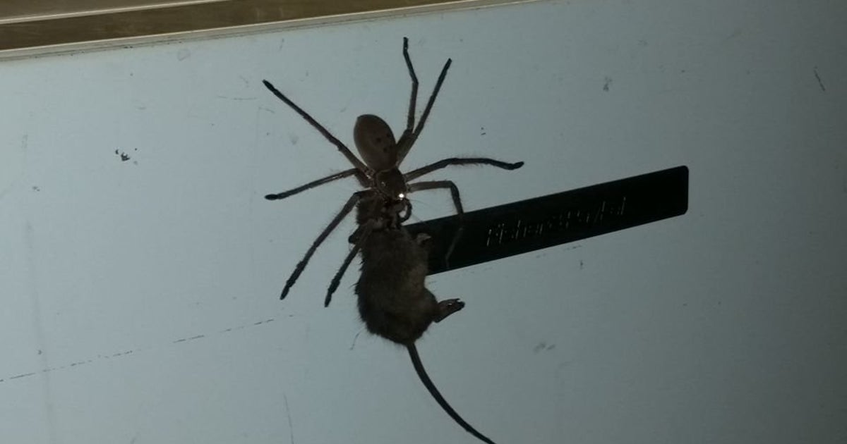 Huntsman Spider Eating Mouse Is Reason Enough Never To Go To Australia ...