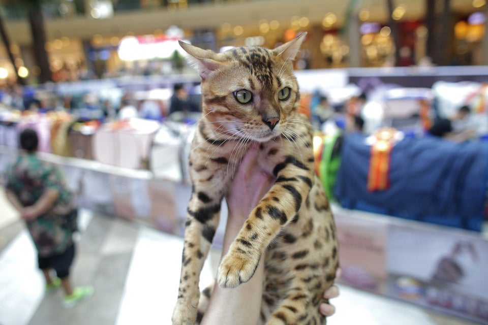 These Cats Competed In An International Show While You Were Out ...