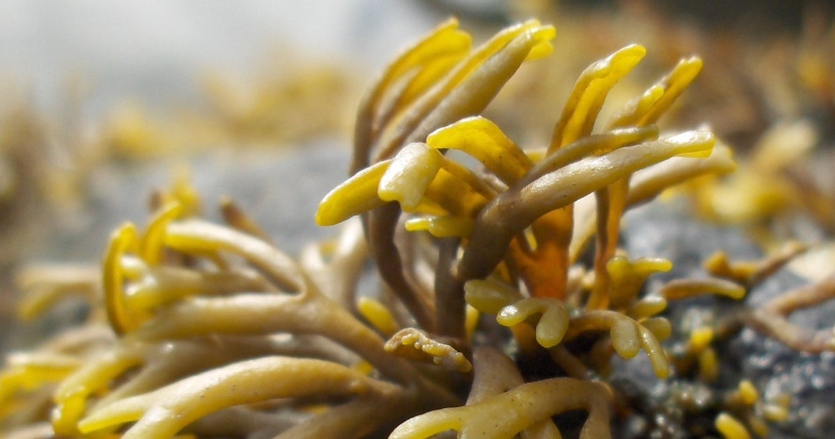 From Seaweed Spaghetti to ‘Weed Cookies | HuffPost Contributor