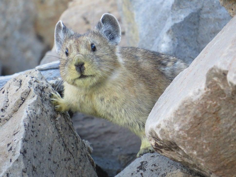 Adorable American Pika Is Fast Disappearing, And We're Doing Nothing To ...