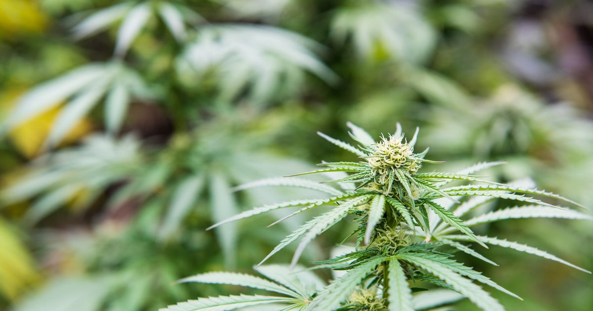 High-Potency Weed Doubles Risk Of Dependence, New Research Says ...