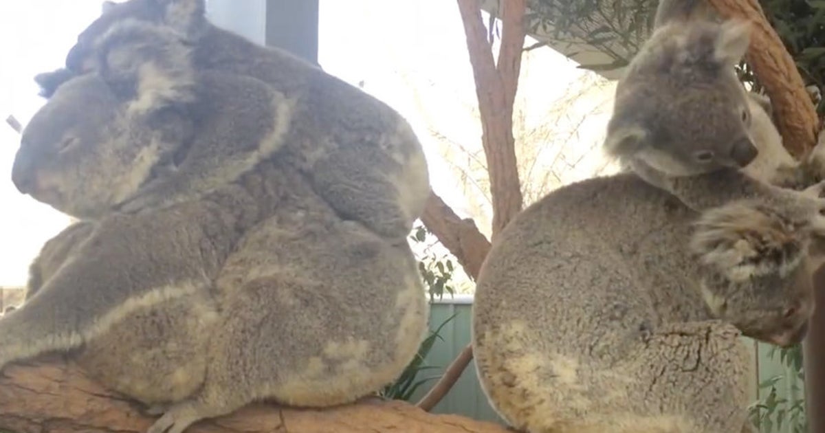This is What a Koala Traffic Jam Looks Like | HuffPost Contributor