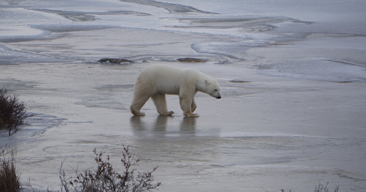 Climate change and the sixth mass extinction | HuffPost Contributor