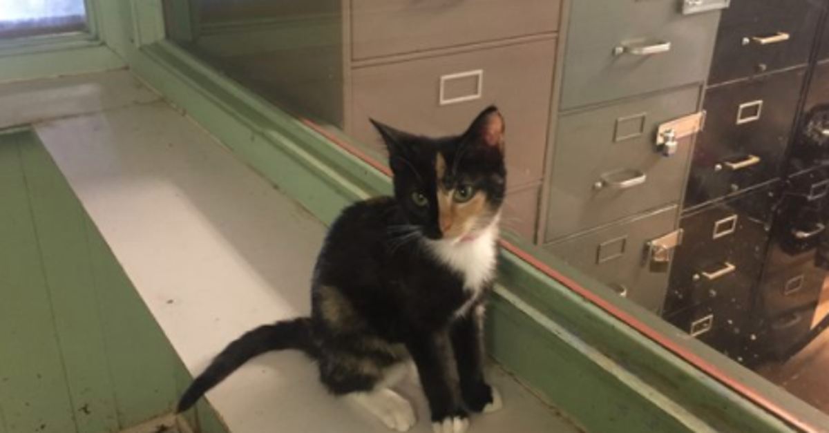 Man Bought Kitten With 'No Mummy' To Comfort Wife Who Suffered A ...