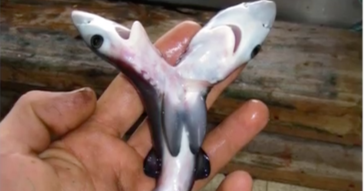 2-Headed Sharks May Be On The Rise (But No One Knows Why) | HuffPost ...