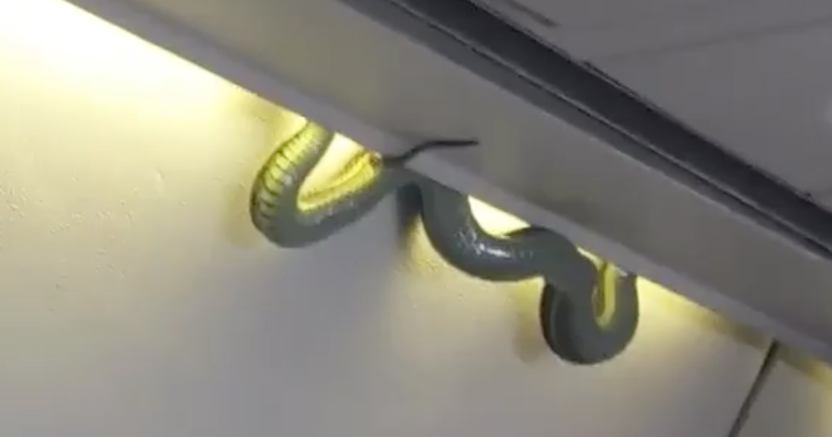 Snake On A Plane! Reptile Slithers Out Of Ceiling Causing Mid-Flight ...