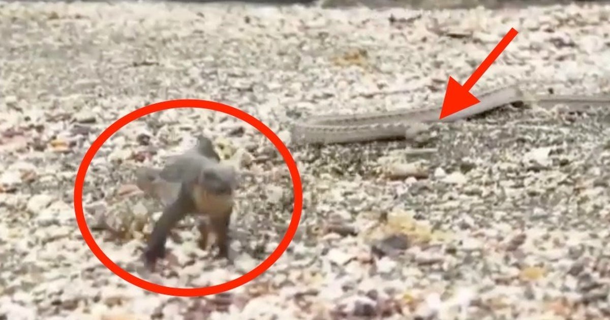 Baby Lizard Chased By Snakes Is Every Nightmare You've Ever Had ...