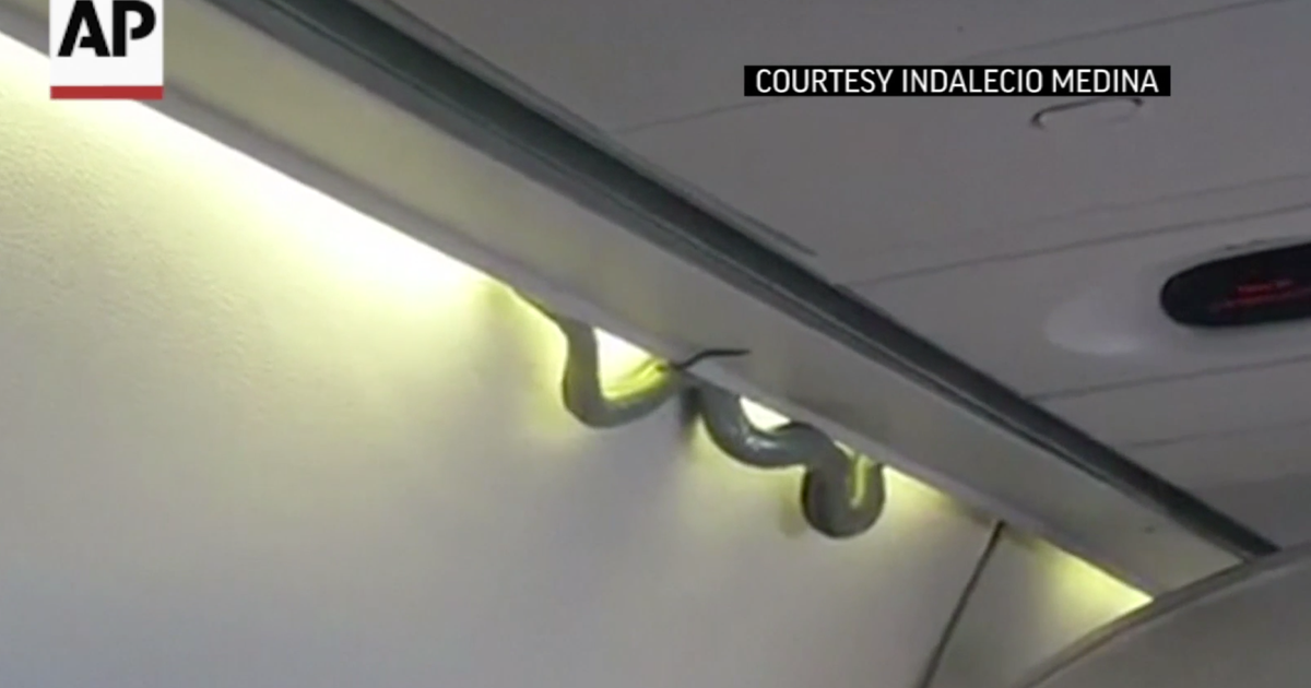3ft Long Snake Appears On Flight In Mexico | HuffPost UK News
