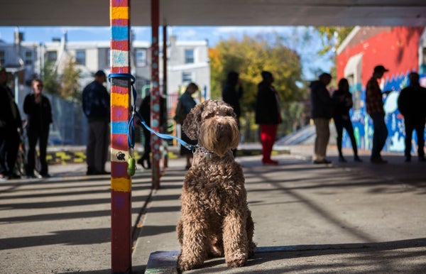 These Photos Of Dogs Voting Are Getting Us Through Election Day | HuffPost