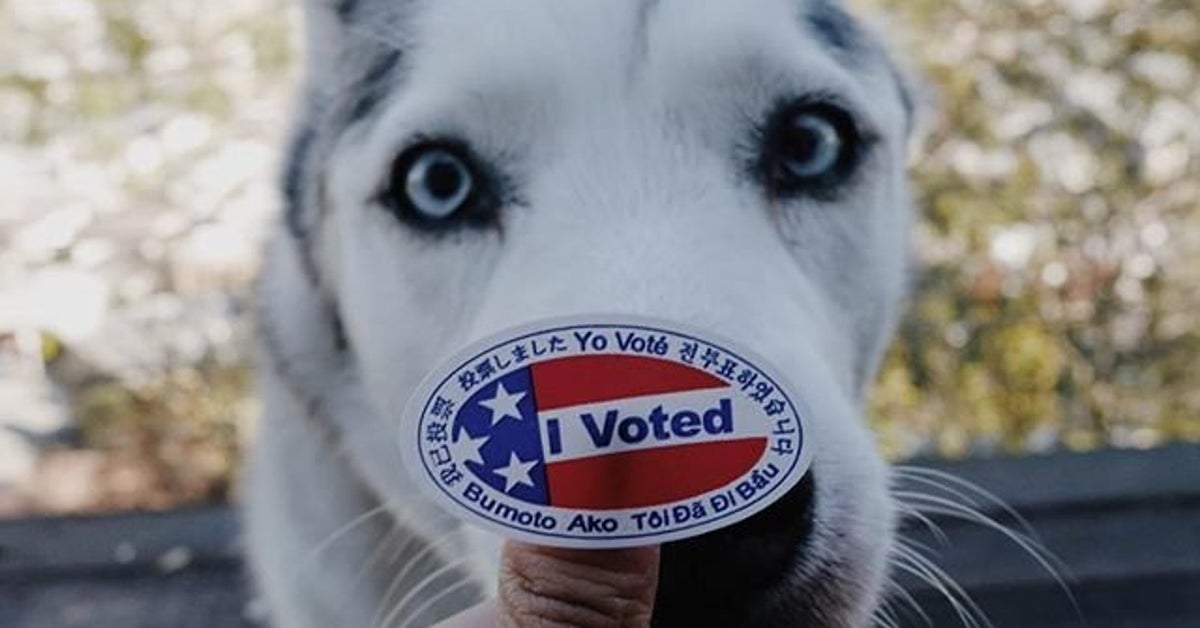 These Photos Of Dogs Voting Are Getting Us Through Election Day ...