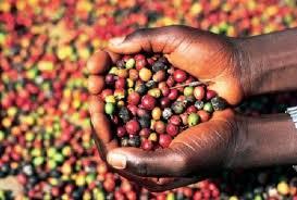 Angola Coffee - The return of the world's best. | HuffPost Contributor