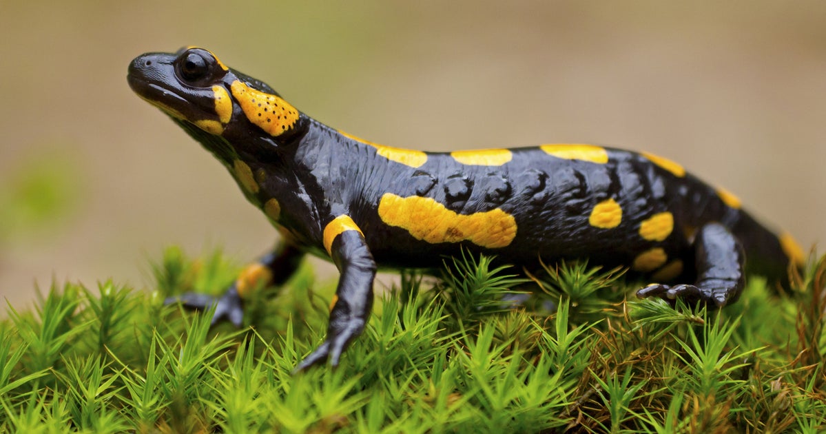 Pretty Much Every Living Thing Is Already Feeling The Effects Of ...