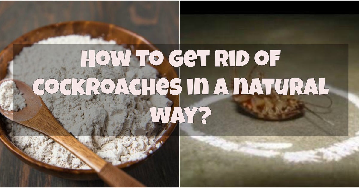 How to get rid of cockroaches in a natural way? | HuffPost Contributor