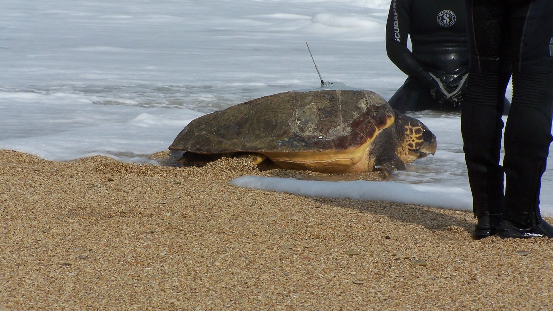 Italy: Eight Sea Turtles Return Home (video inside) | HuffPost Contributor