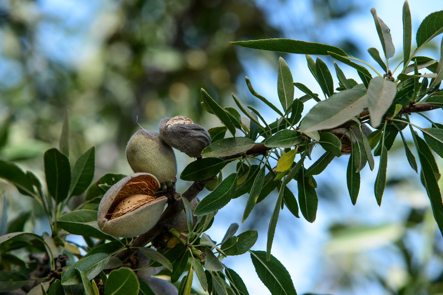 FYI, Almonds Are Not Nuts. And Neither Are A Lot Of Other 'Nuts ...