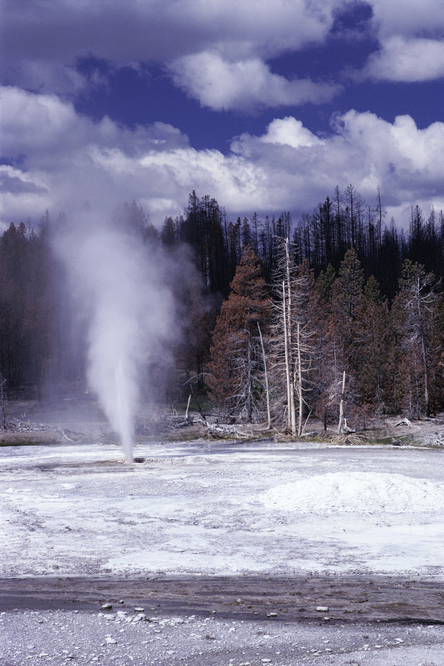 Psychology Graduate Colin Scott Dissolved In Yellowstone National Park ...