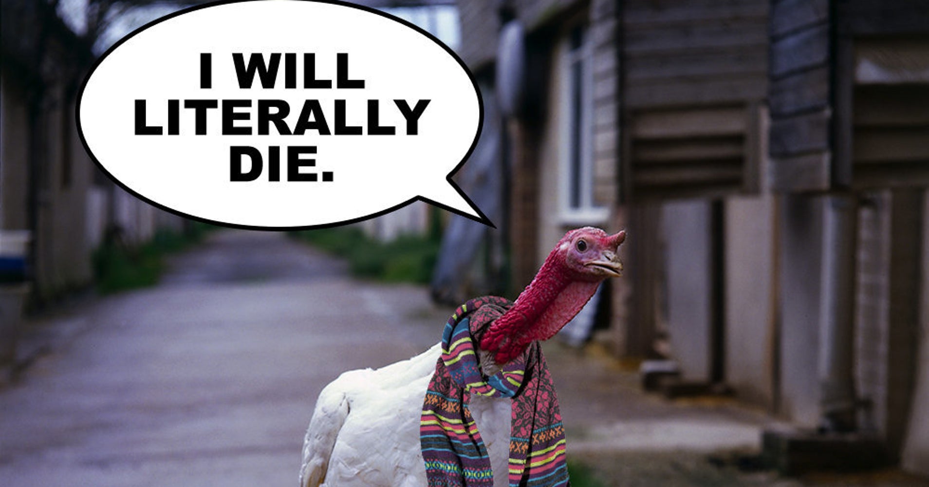Turkeys Who Literally Can't Even Right Now | HuffPost