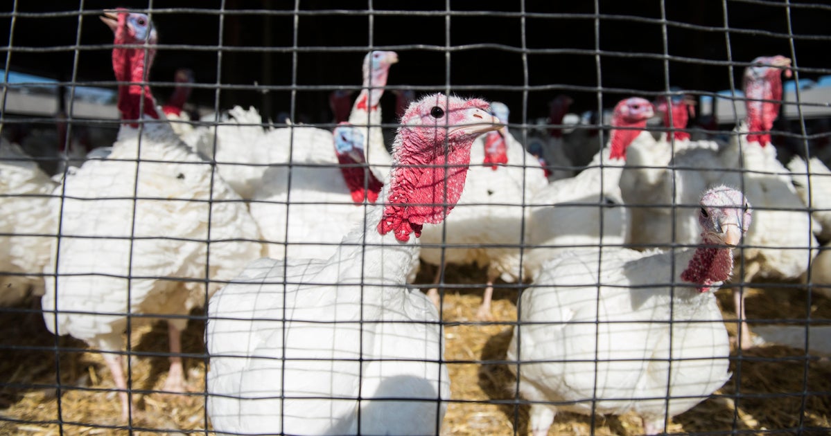 The Turkey Farm That Supplies The White House Says It's Humane. See For ...