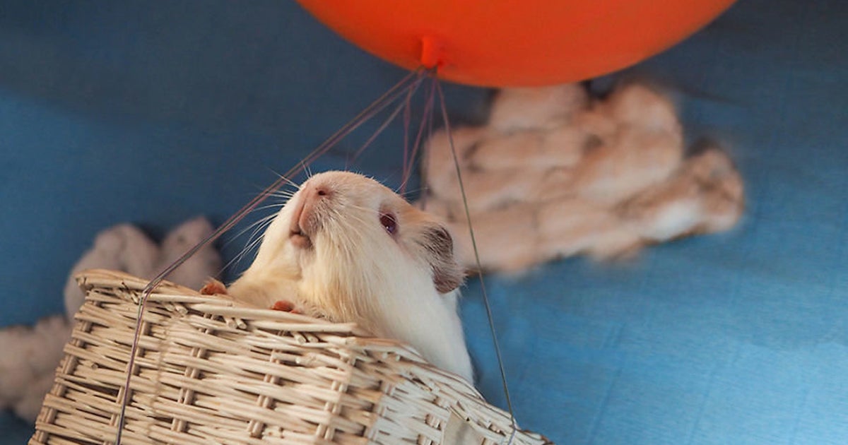fairy-tale-photos-cast-rescued-lab-animals-as-heroes-of-their-own