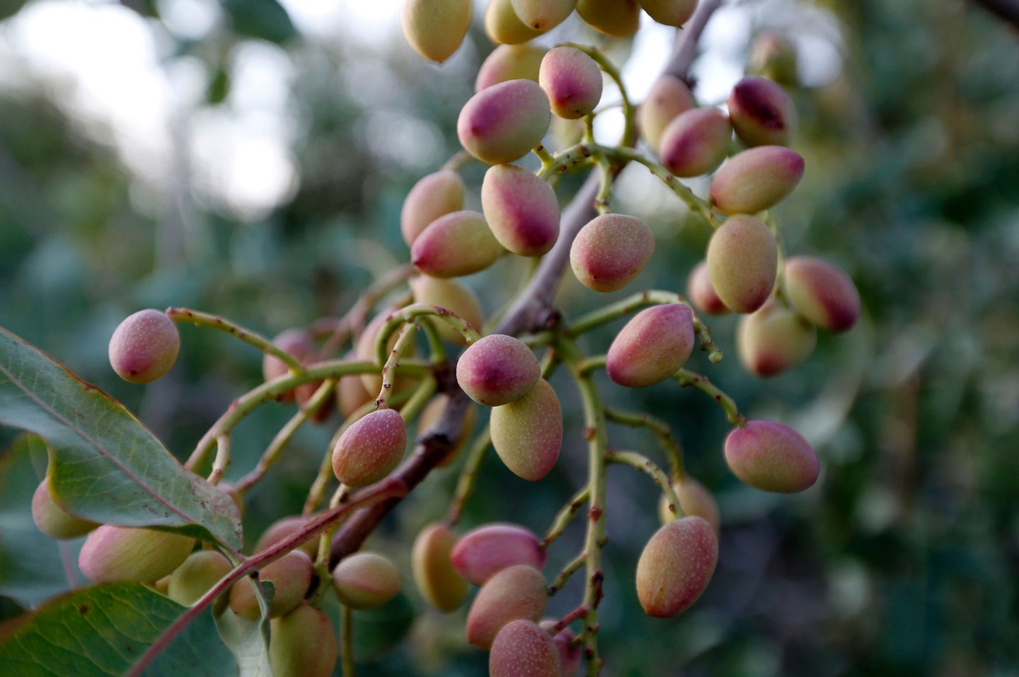 FYI, Almonds Are Not Nuts. And Neither Are A Lot Of Other 'Nuts ...