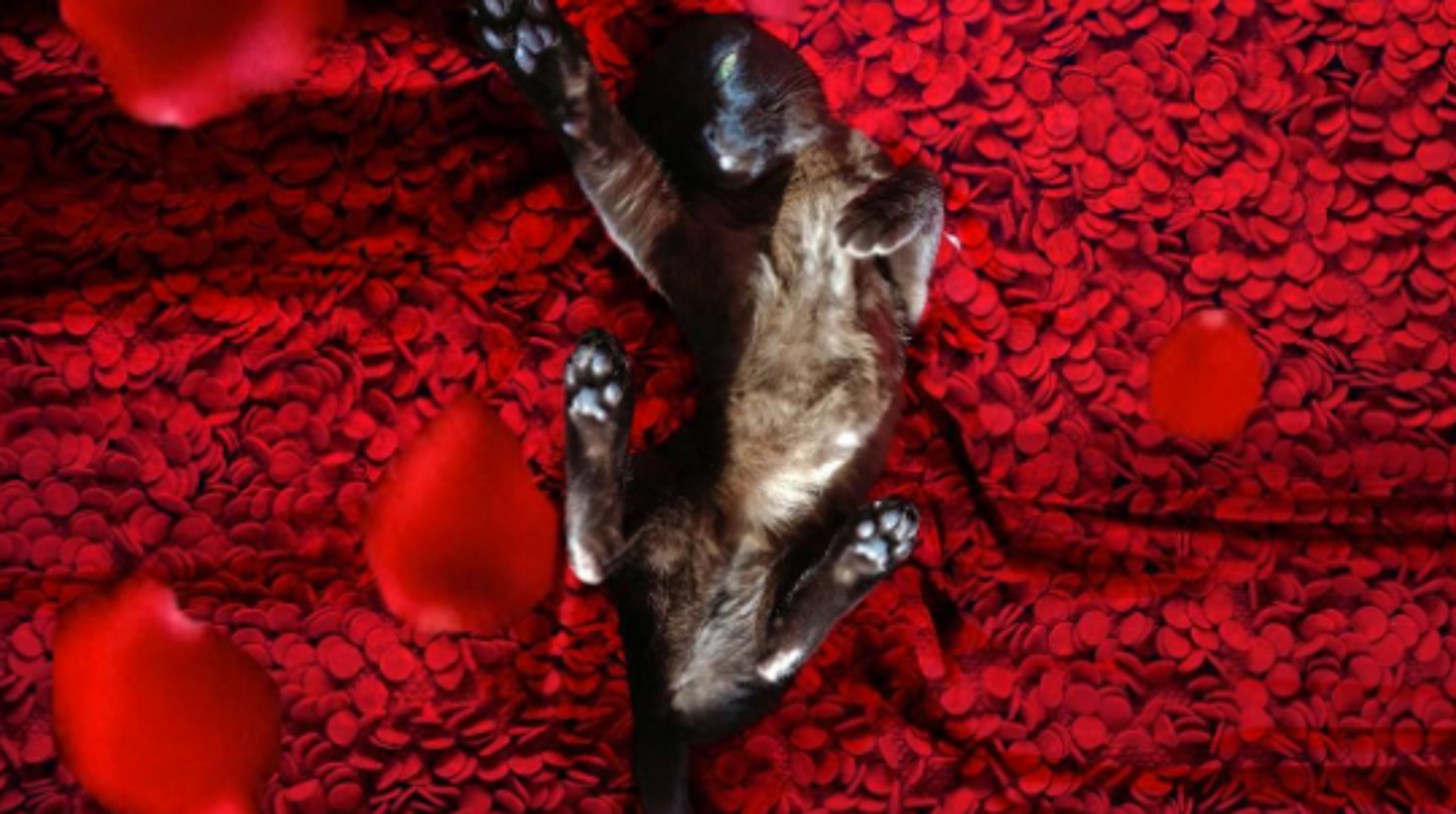 Couple Recreate Iconic Movie Scenes Using Their Cats | HuffPost UK Life