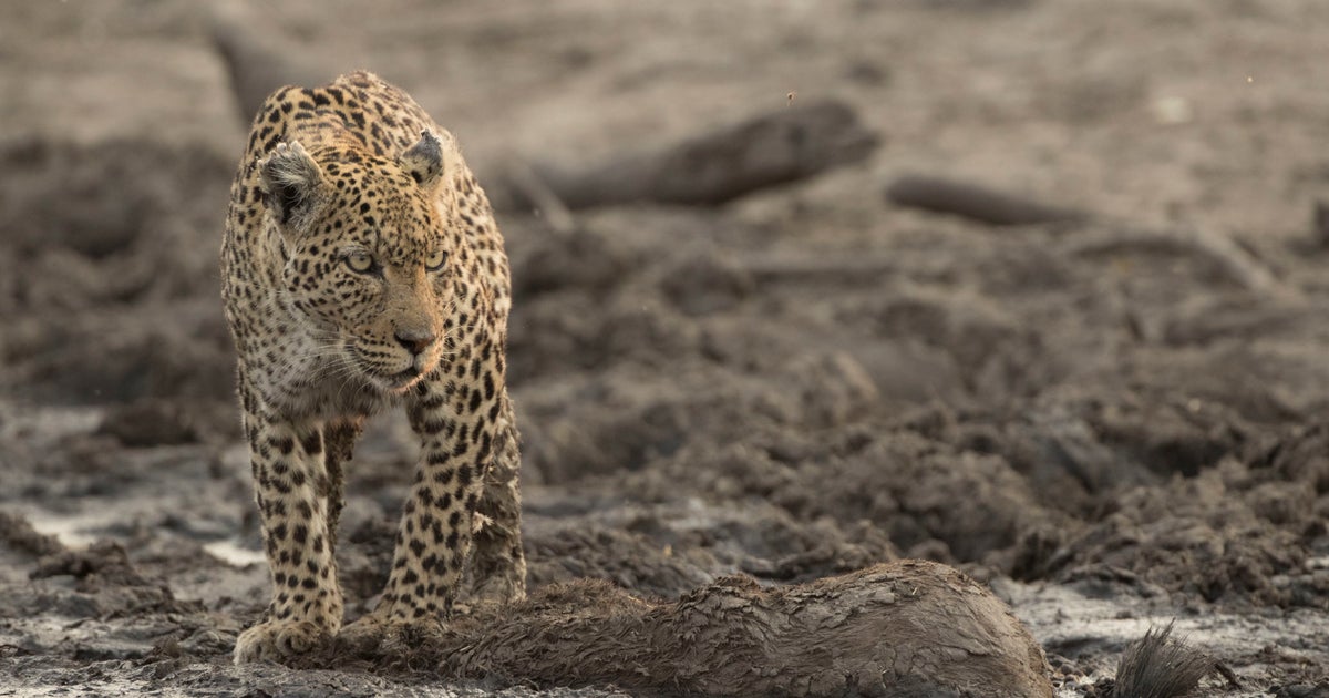 Even When A Leopard Cub Dies, These Filmmakers Don't Turn The Cameras ...