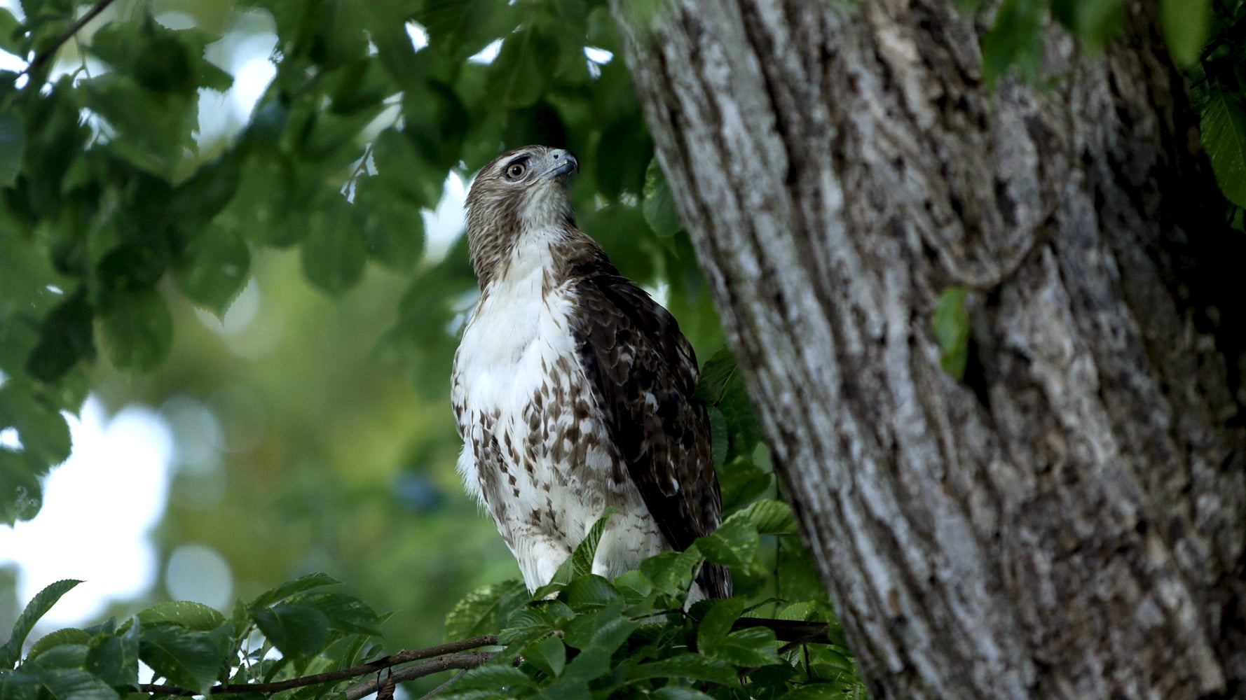 New Endangered Species: Deficit Hawk | HuffPost Latest News