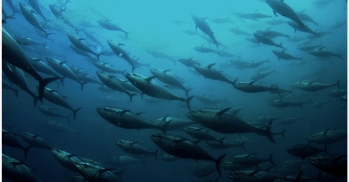 Dropping Levels Of Mercury Contamination In Tuna Connected To Reduced ...