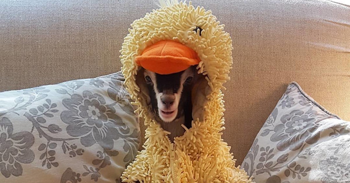 Baby Goat Can Only Truly Relax When Dressed As A Duck | HuffPost Weird News
