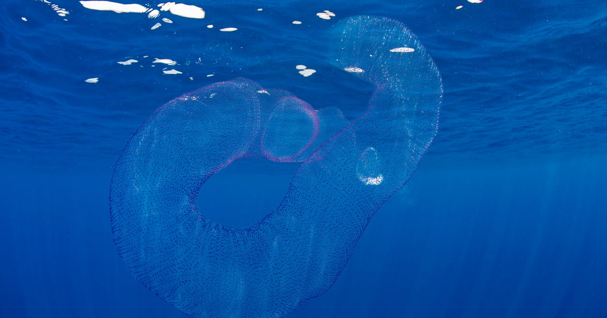 Bizarre 'Alien-Like' Creatures Are Washing Up On A Beach In California | HuffPost UK Tech