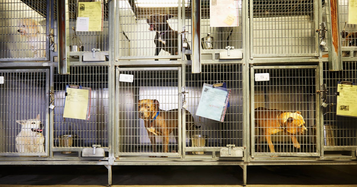 Rescue Dogs Euthanised After Five Days To Teach Vet Students Dissection ...