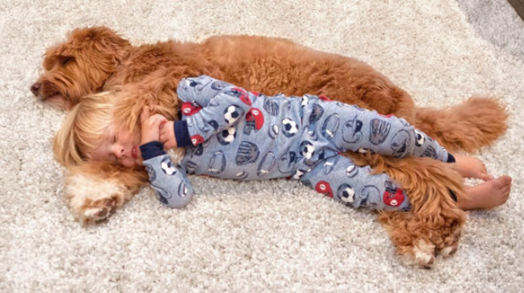 Three-Year-Old Boy And Fluffy Labradoodle Are The Best Of Friends Who ...