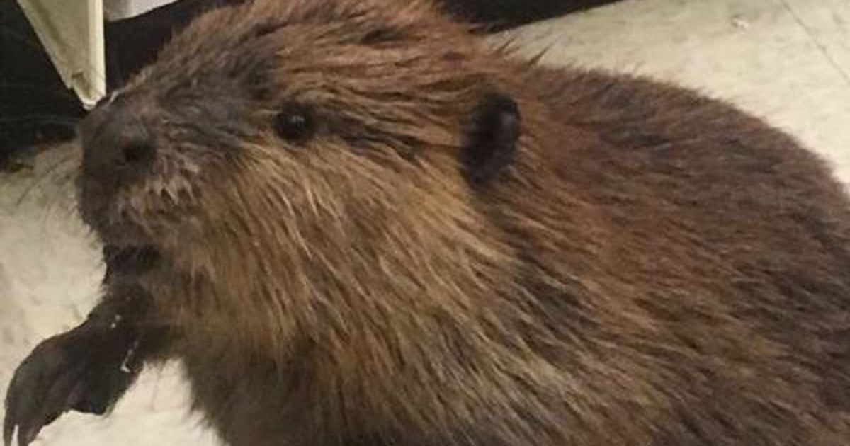 Rogue Beaver Apprehended After Trashing Store That Sells Fake Christmas ...