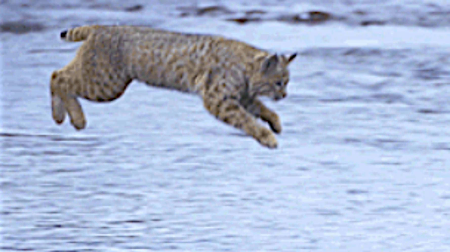 25 GIFs From 'Planet Earth II' That Show How Tragicomic Nature Can Be ...