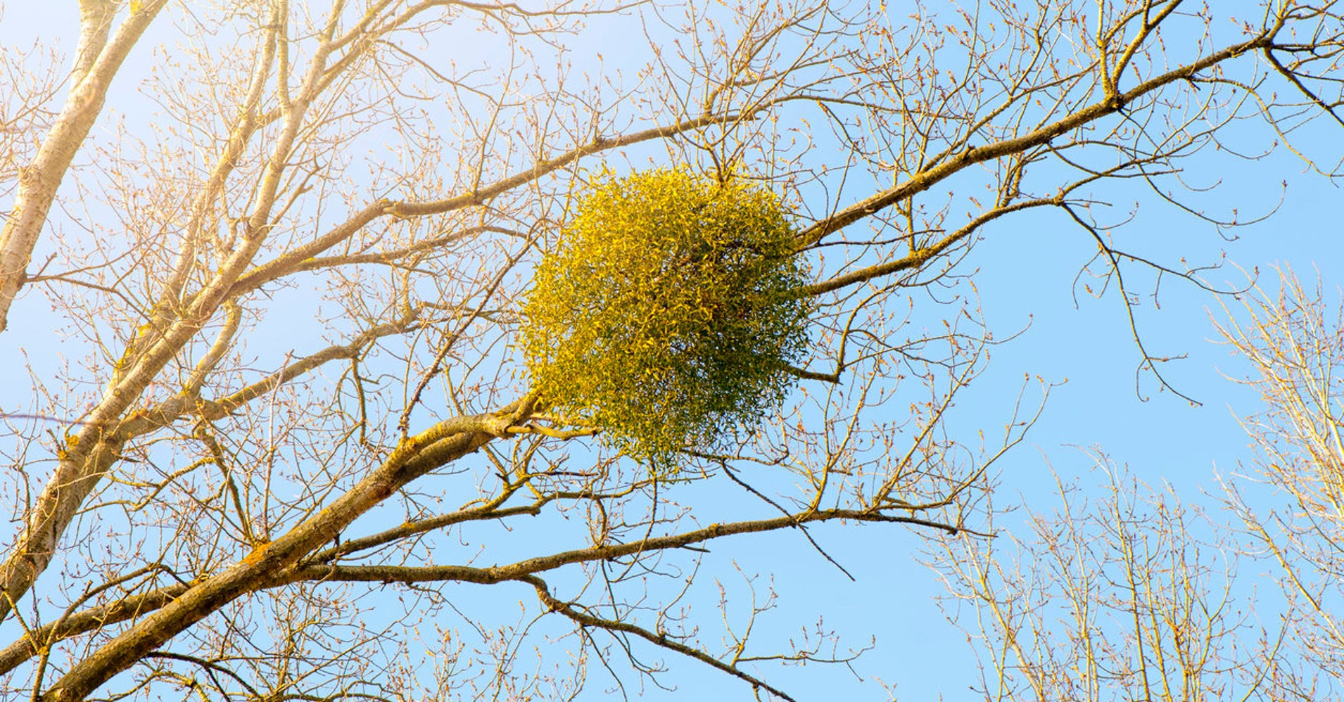 So, Mistletoe Is Actually A Tree-Sucking Parasite | HuffPost Life
