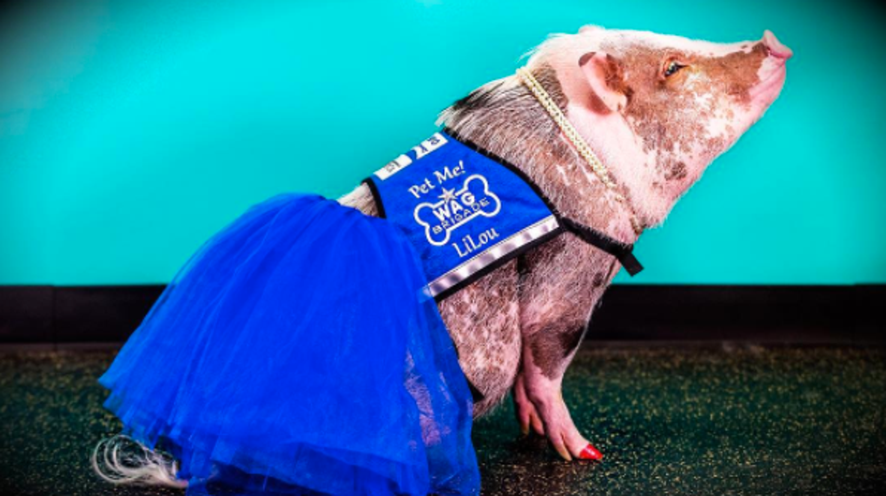 This Therapy Pig Works At An Airport To Soothe Anxious Passengers ...